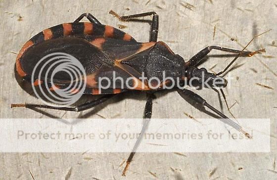 Fakta Kissing Bug, "Real Vampire" yang kemungkinan menemani agan tidur ...