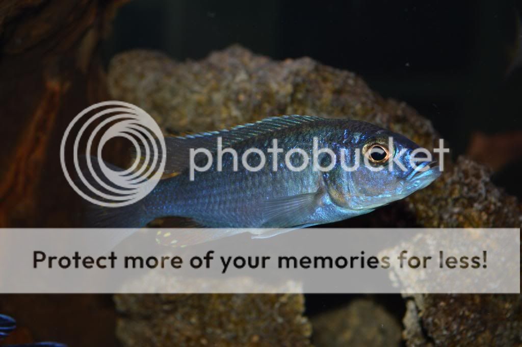 Electric Blue Ahli/Ahli/Hormoned? | Cichlid Fish Forum