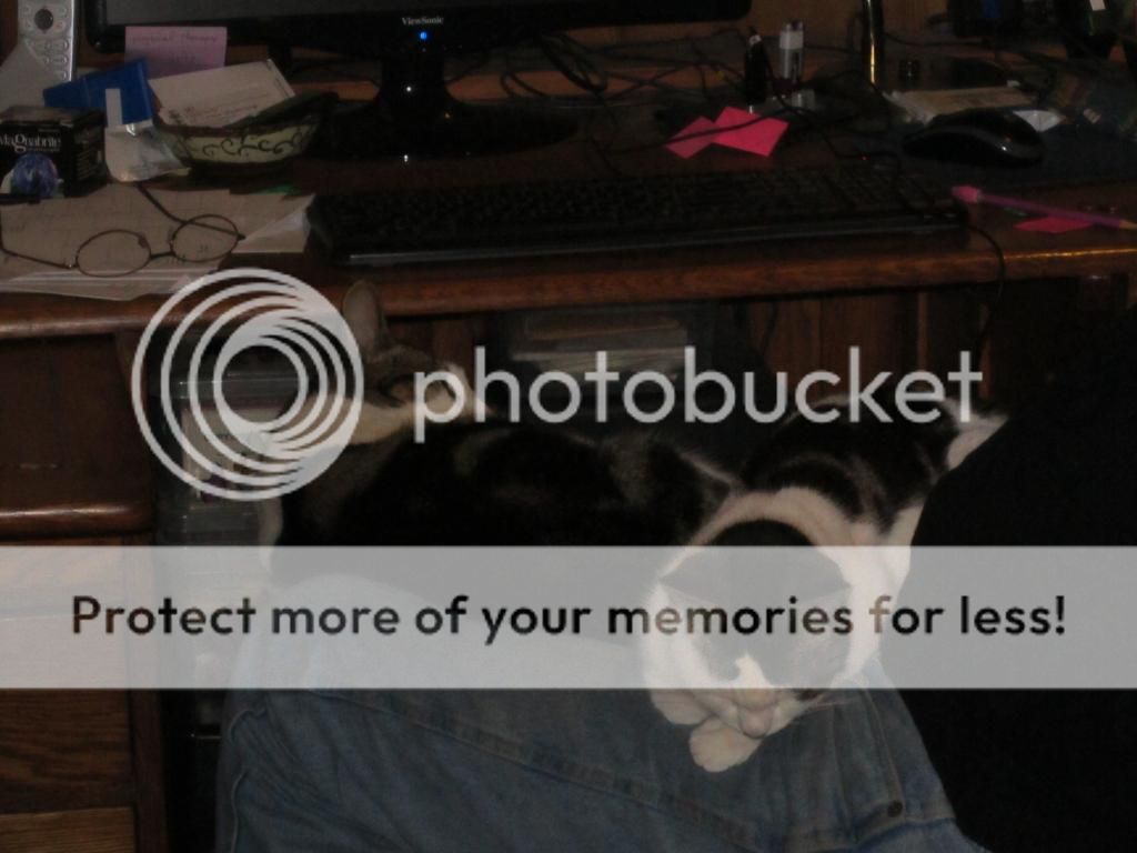 Cats! - TV Tropes Forum