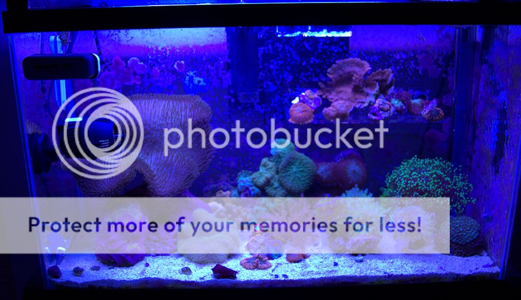 How to Quarantine | Reef2Reef